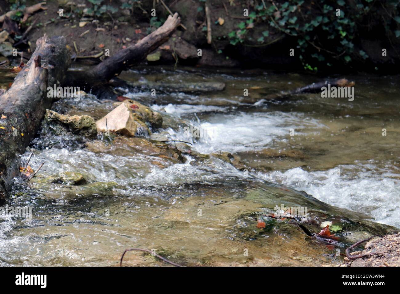 Log over the water hi-res stock photography and images - Alamy