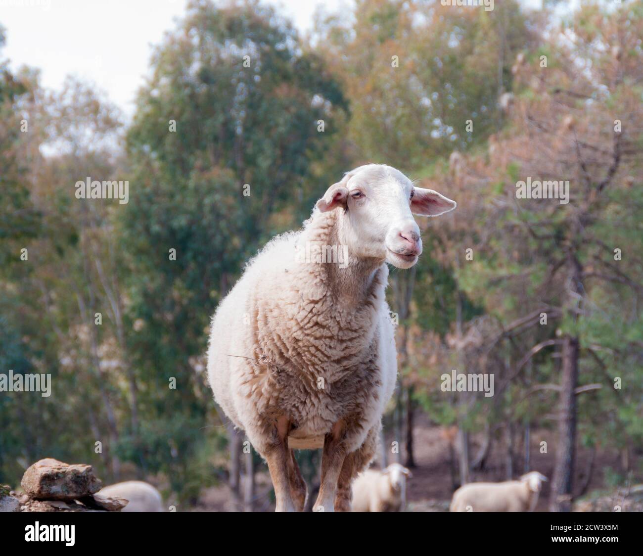 Ovejas hi-res stock photography and images - Alamy