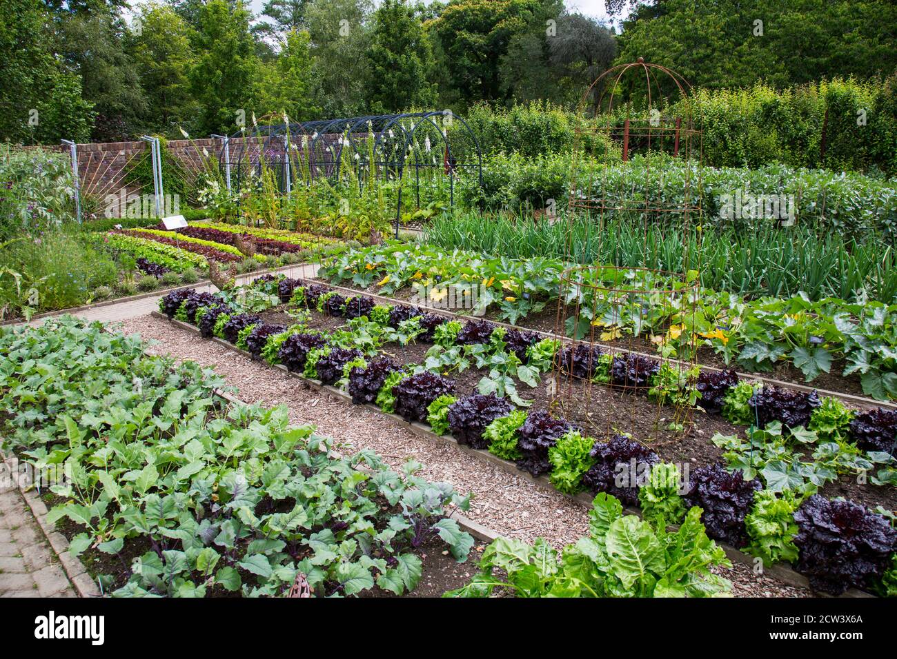 Vegetable Rows