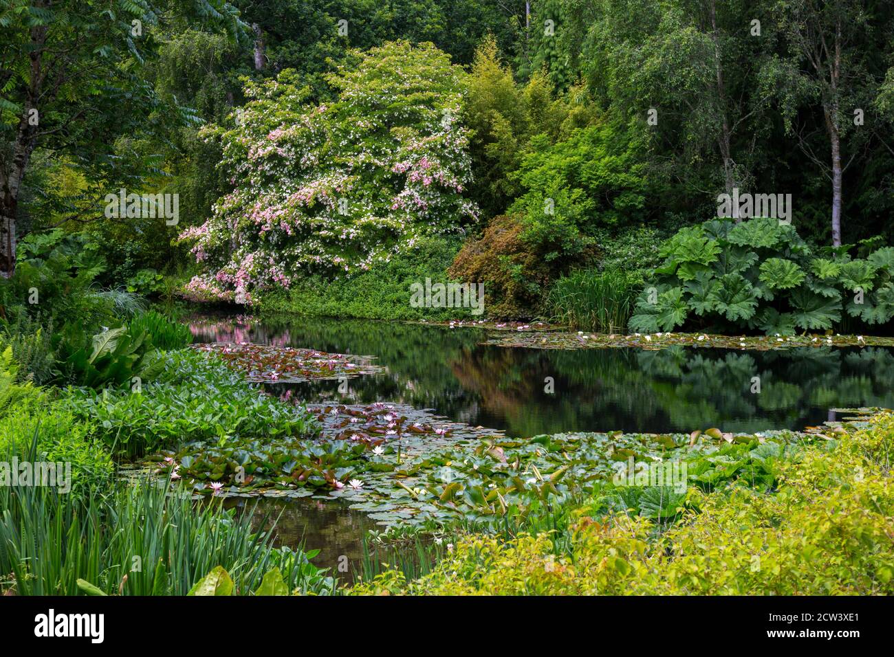 The magnificent Cornus kousa tree in blossom overhangs the ornamental ...