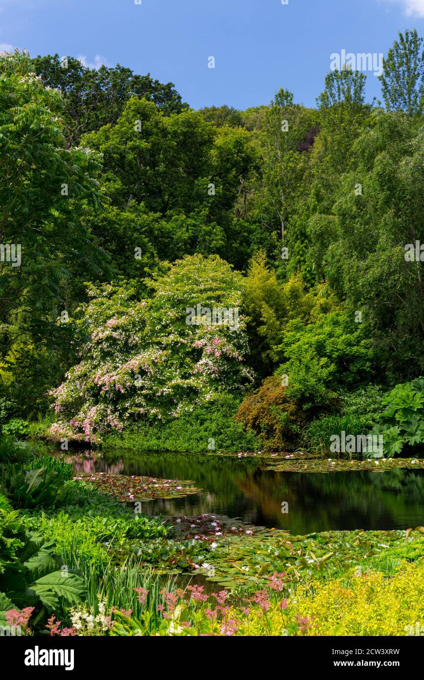The magnificent Cornus kousa tree in blossom overhangs the ornamental ...