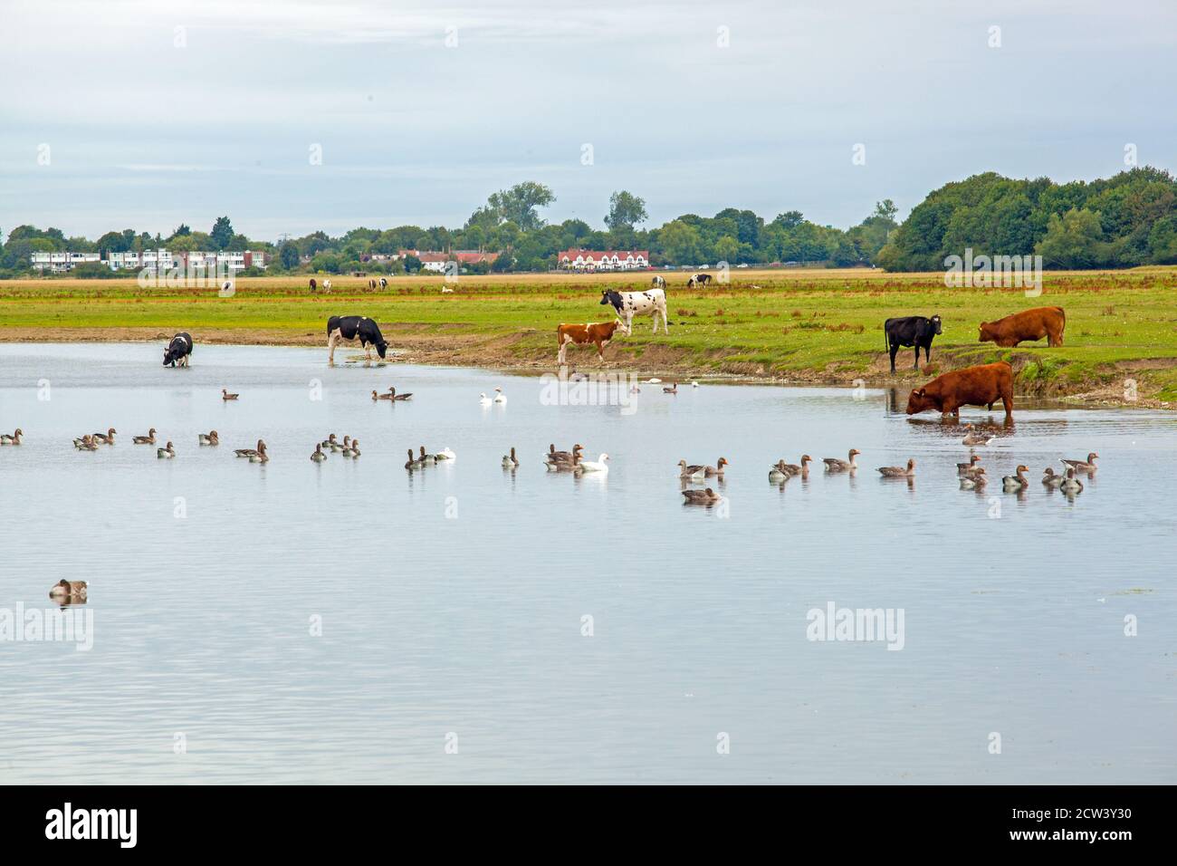 Cattle cows farm animals standing in the river Thames Oxfordshire ...