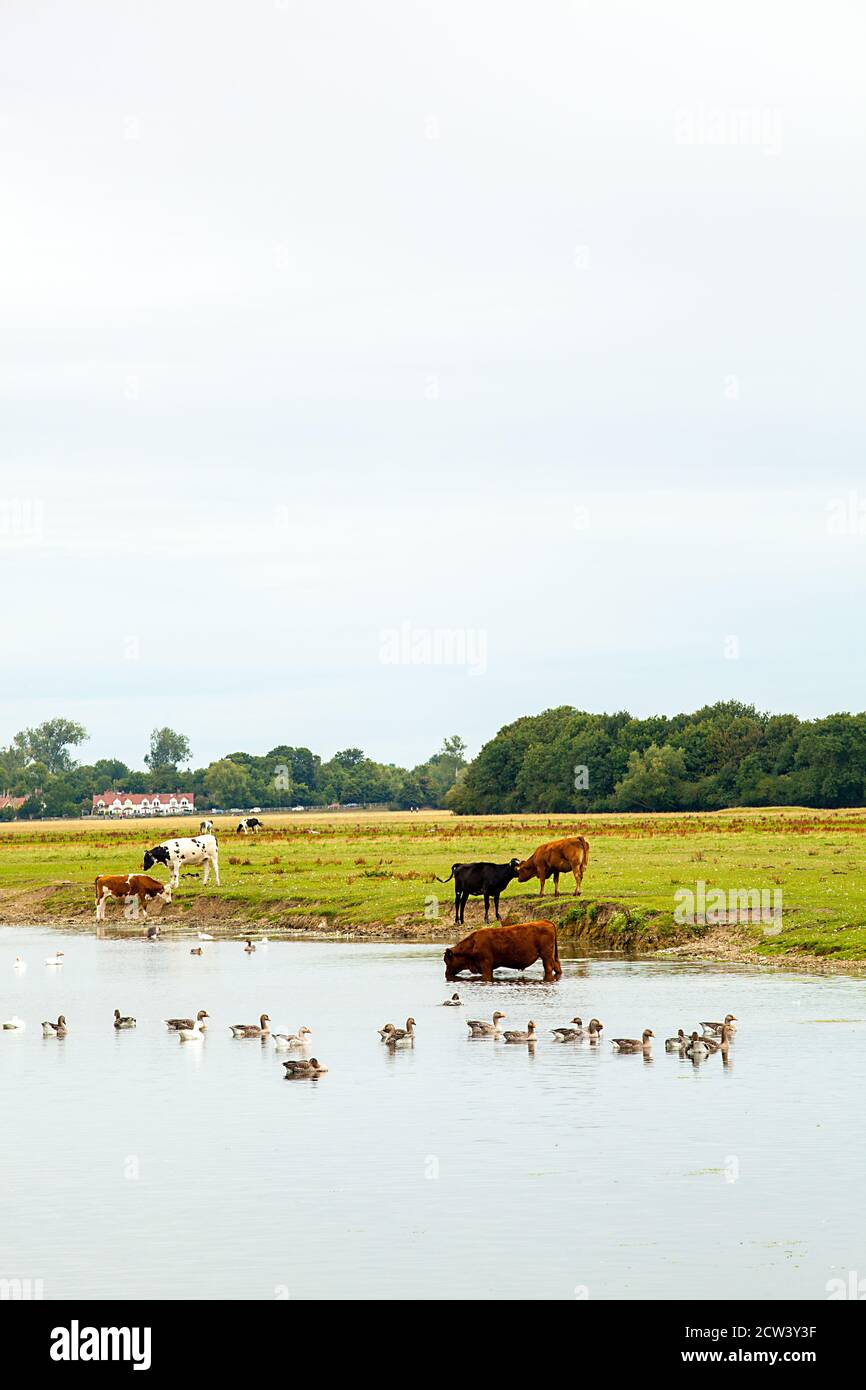 Cattle cows farm animals standing in the river Thames Oxfordshire ...