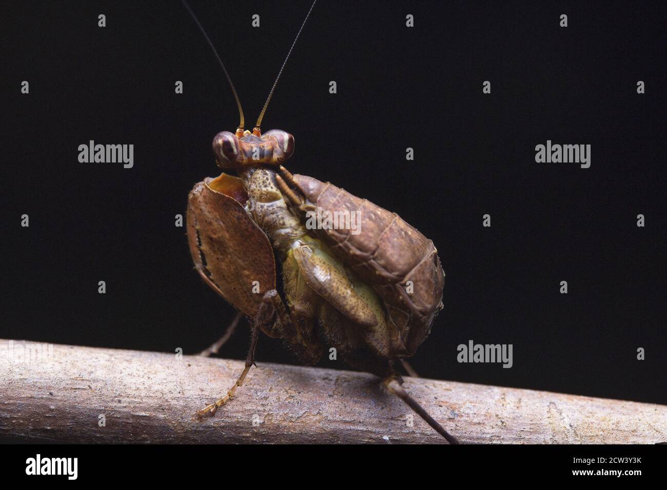 Boxer Mantis (Acromantis gestri) is a brown colored praying mantis ...