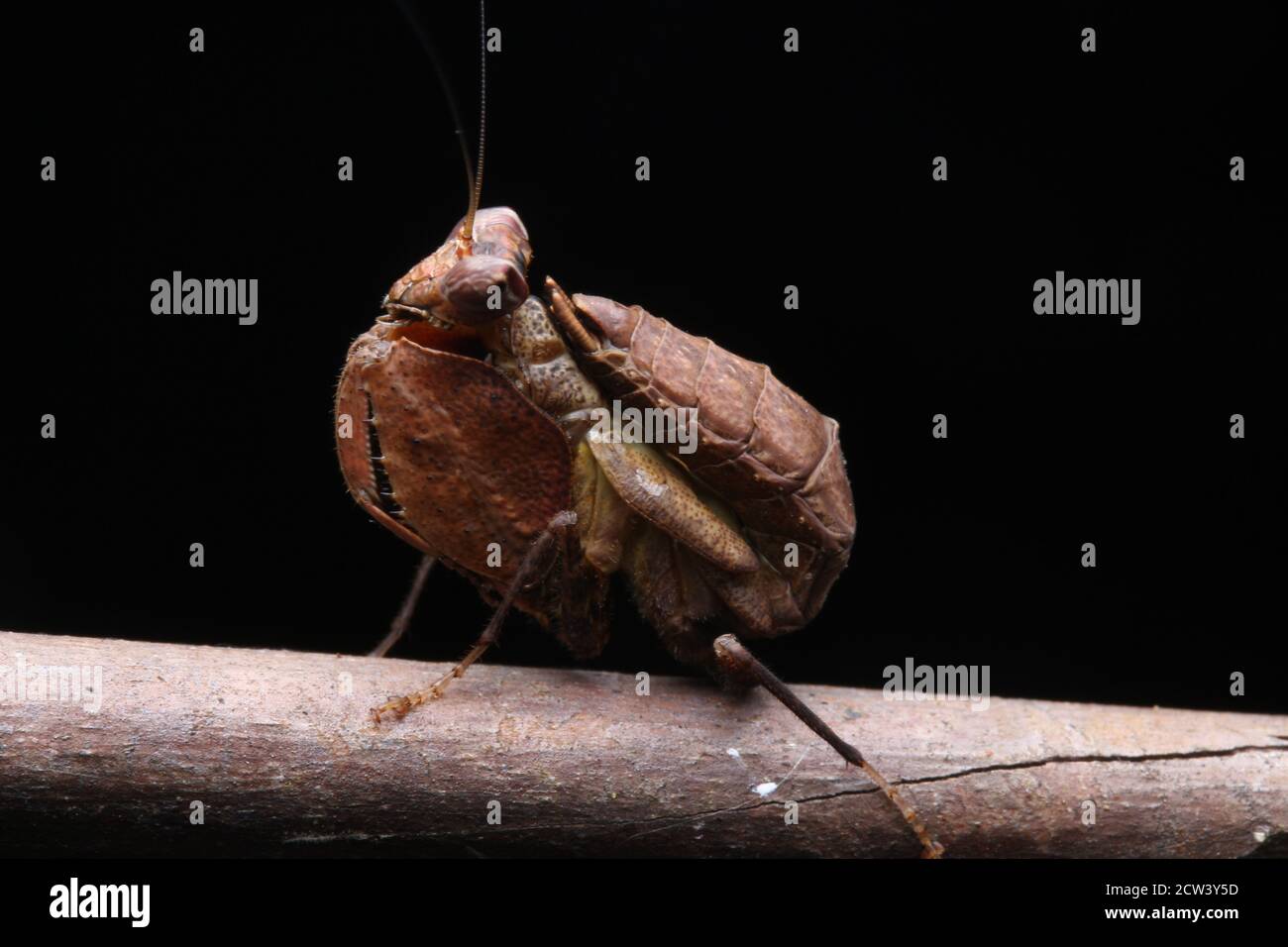 Acromantis gestri hi-res stock photography and images - Alamy