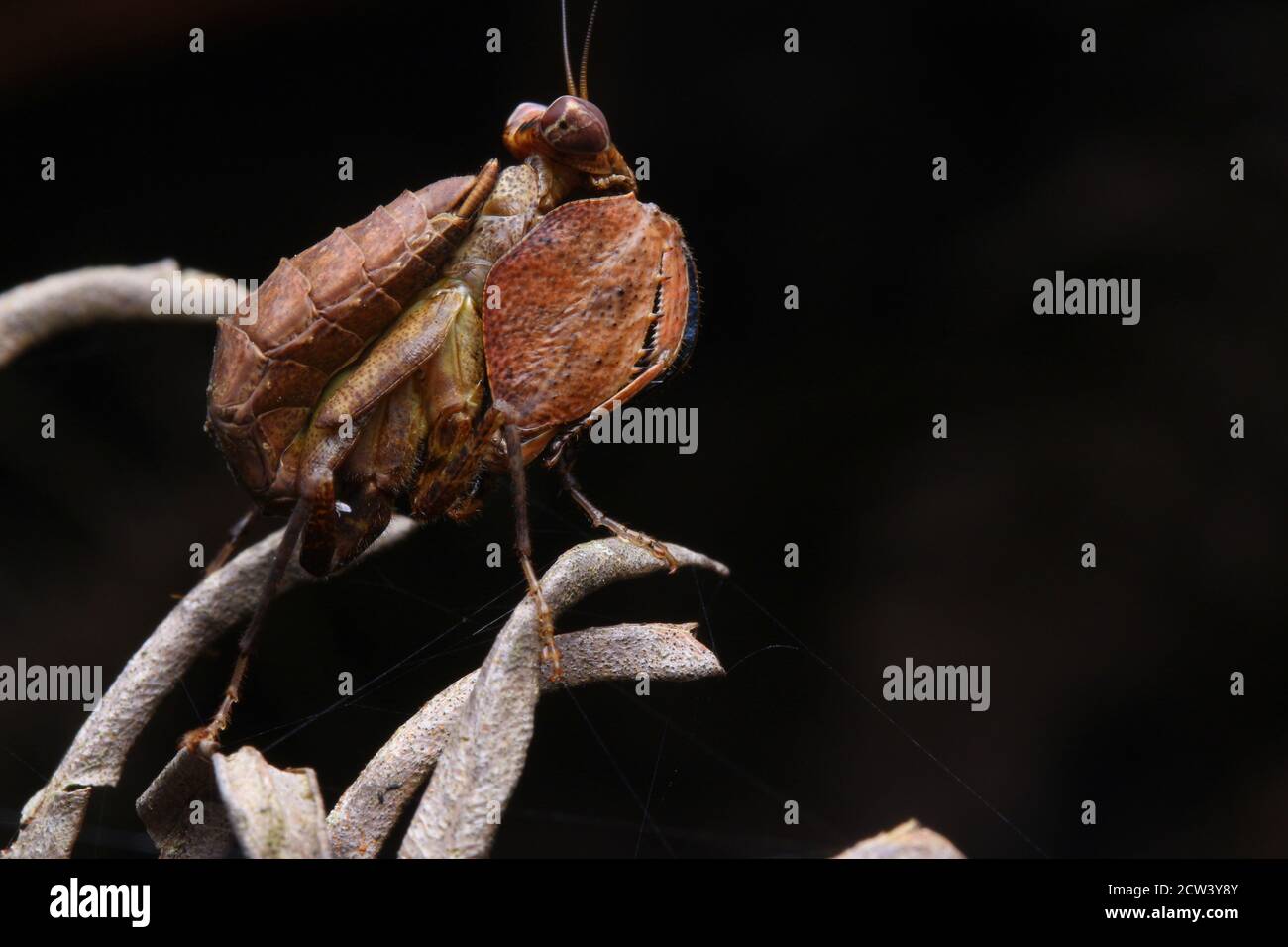 Boxer Mantis (Acromantis gestri) is a brown colored praying mantis ...