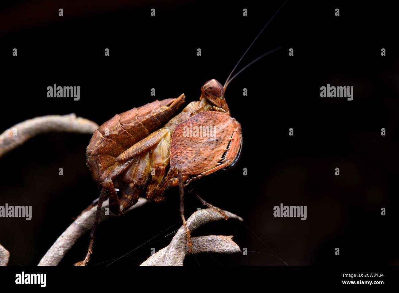 Boxer Mantis (Acromantis gestri) is a brown colored praying mantis ...