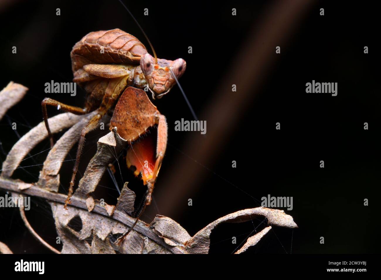 Boxer Mantis (Acromantis gestri) is a brown colored praying mantis ...