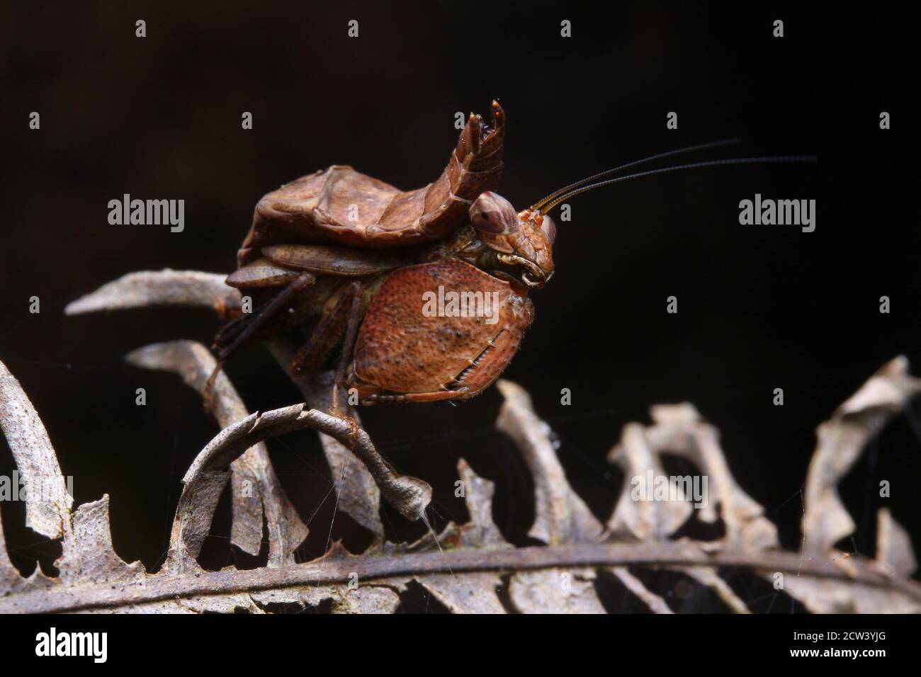 Boxer Mantis (Acromantis gestri) is a brown colored praying mantis ...