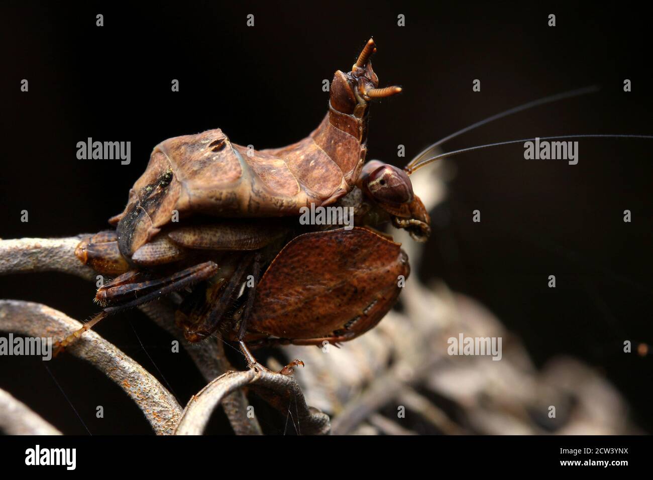 Boxer Mantis (Acromantis gestri) is a brown colored praying mantis ...