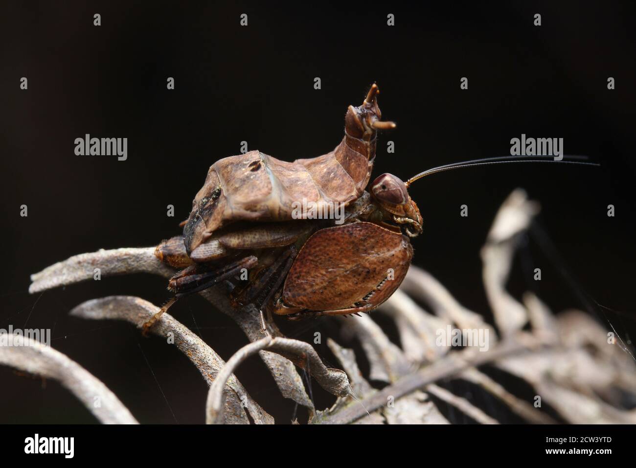 Boxer Mantis (Acromantis gestri) is a brown colored praying mantis ...