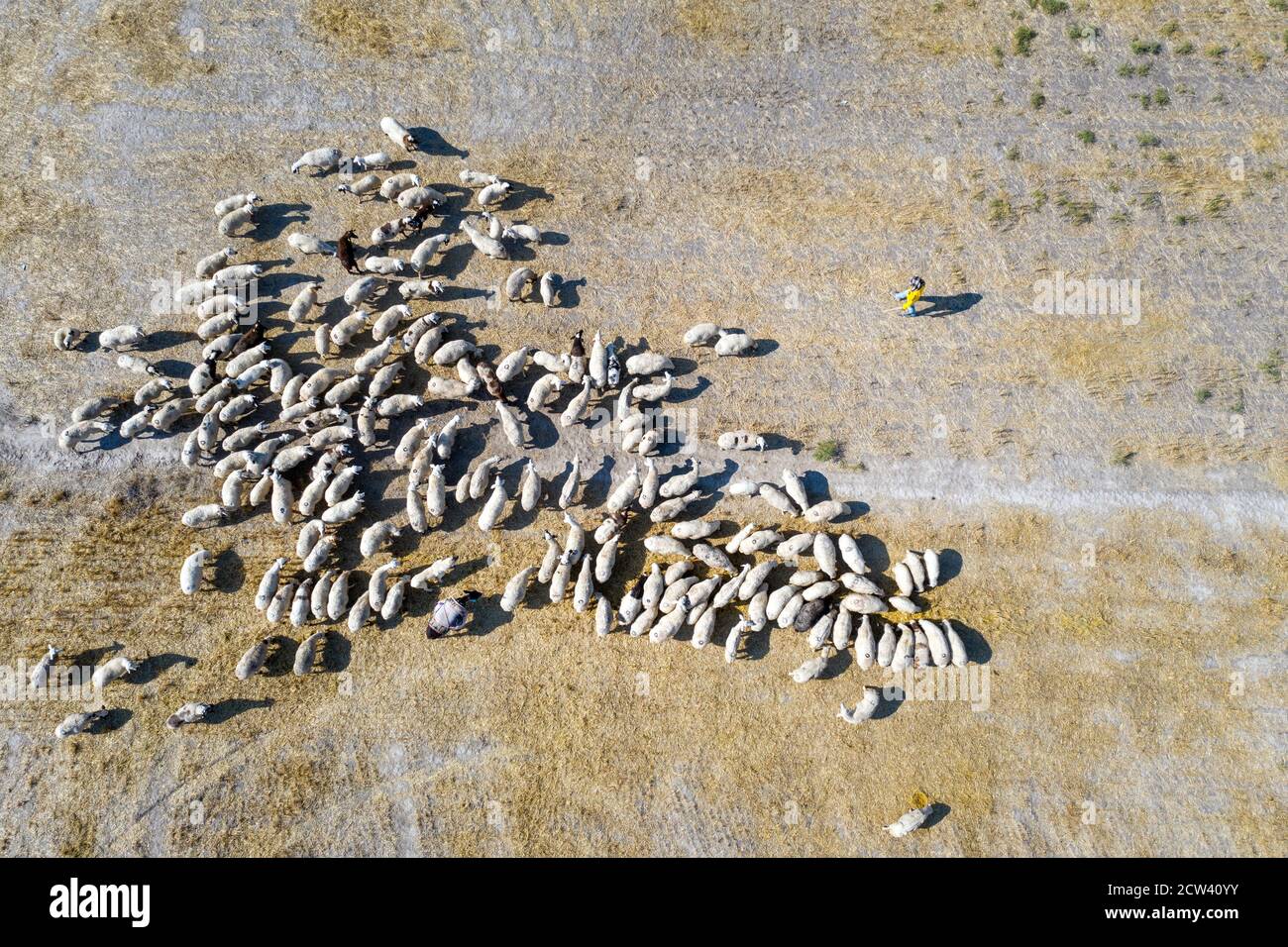 Aerial view flock sheep graze hi-res stock photography and images - Alamy