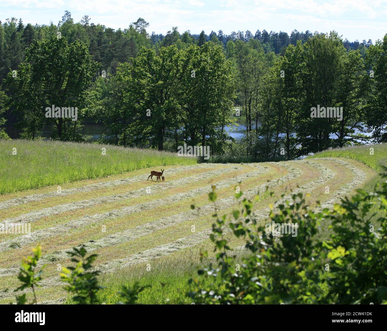 Capreolus capreolus wildlife hi-res stock photography and images - Alamy