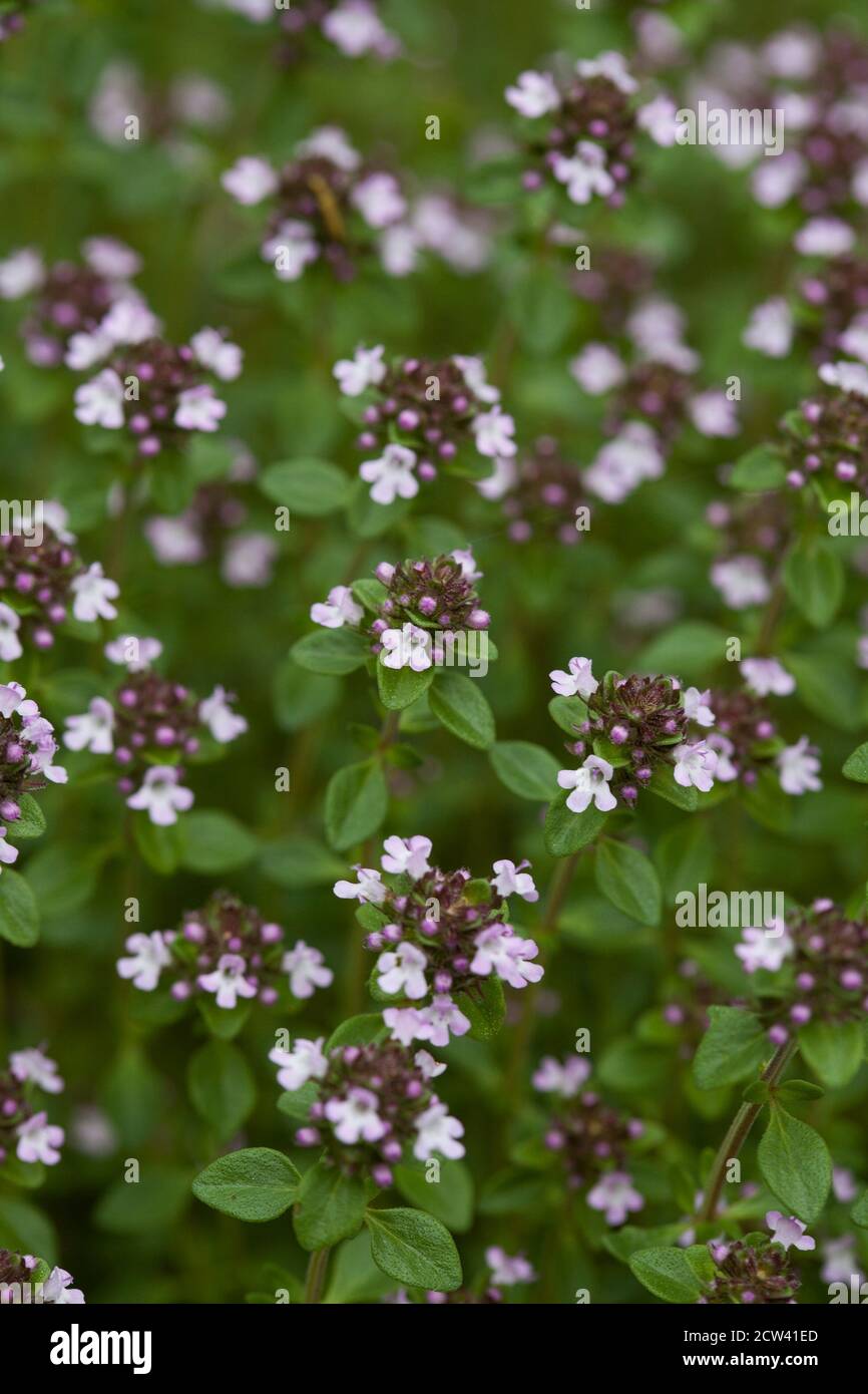 Purple flowers origanum vulgare hi-res stock photography and images - Alamy