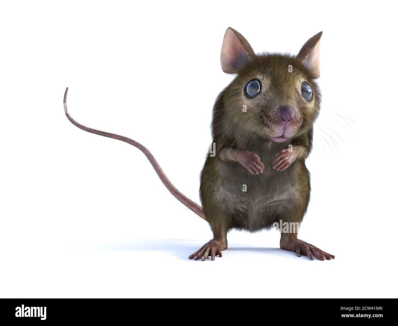 Mouse Standing On Hind Legs