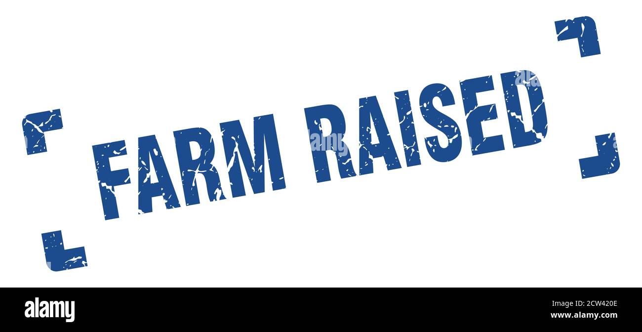 farm raised stamp. square grunge sign on white background Stock Vector ...