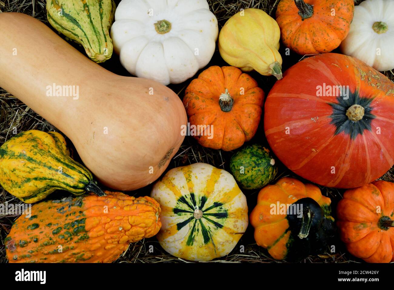 decorative mix of colored pumpkins Stock Photo - Alamy