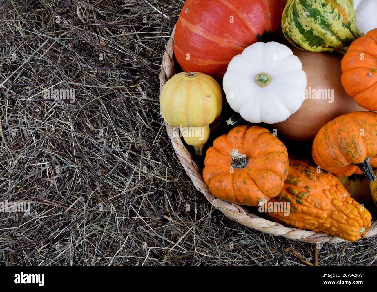 decorative mix of colored pumpkins Stock Photo - Alamy
