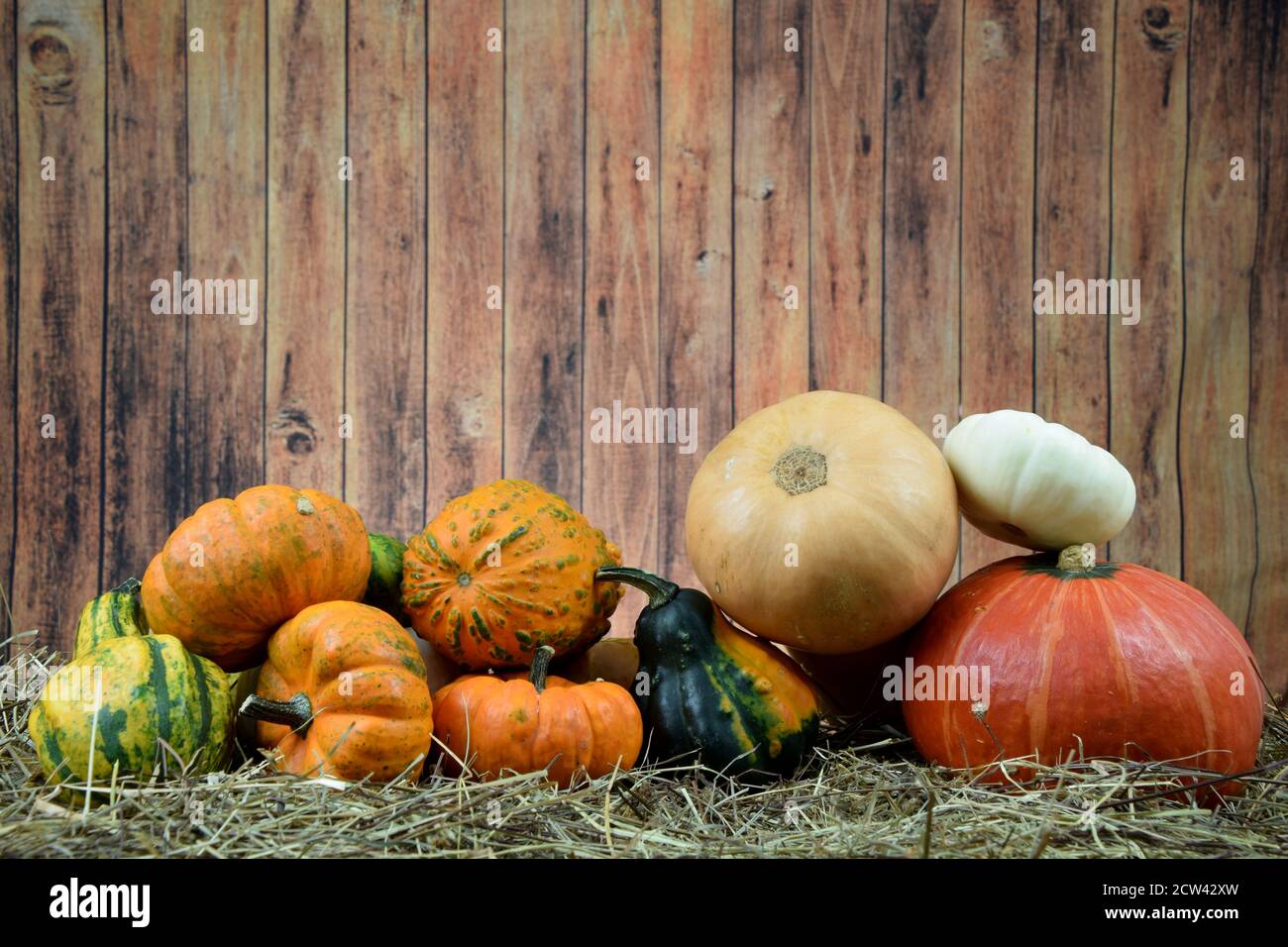 decorative mix of colored pumpkins Stock Photo - Alamy
