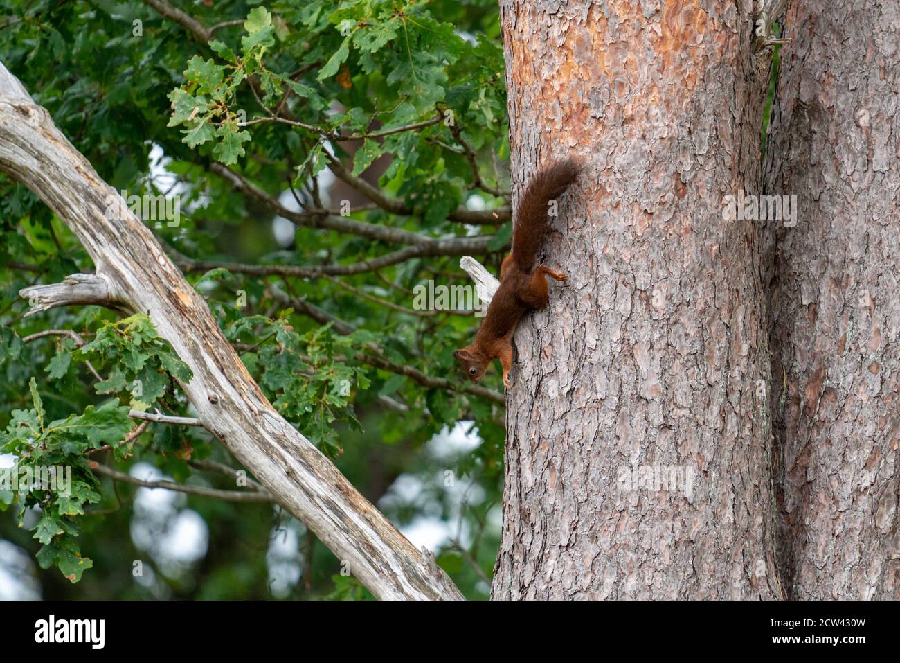 Beautiful eurasian red squirrel hi-res stock photography and images - Alamy