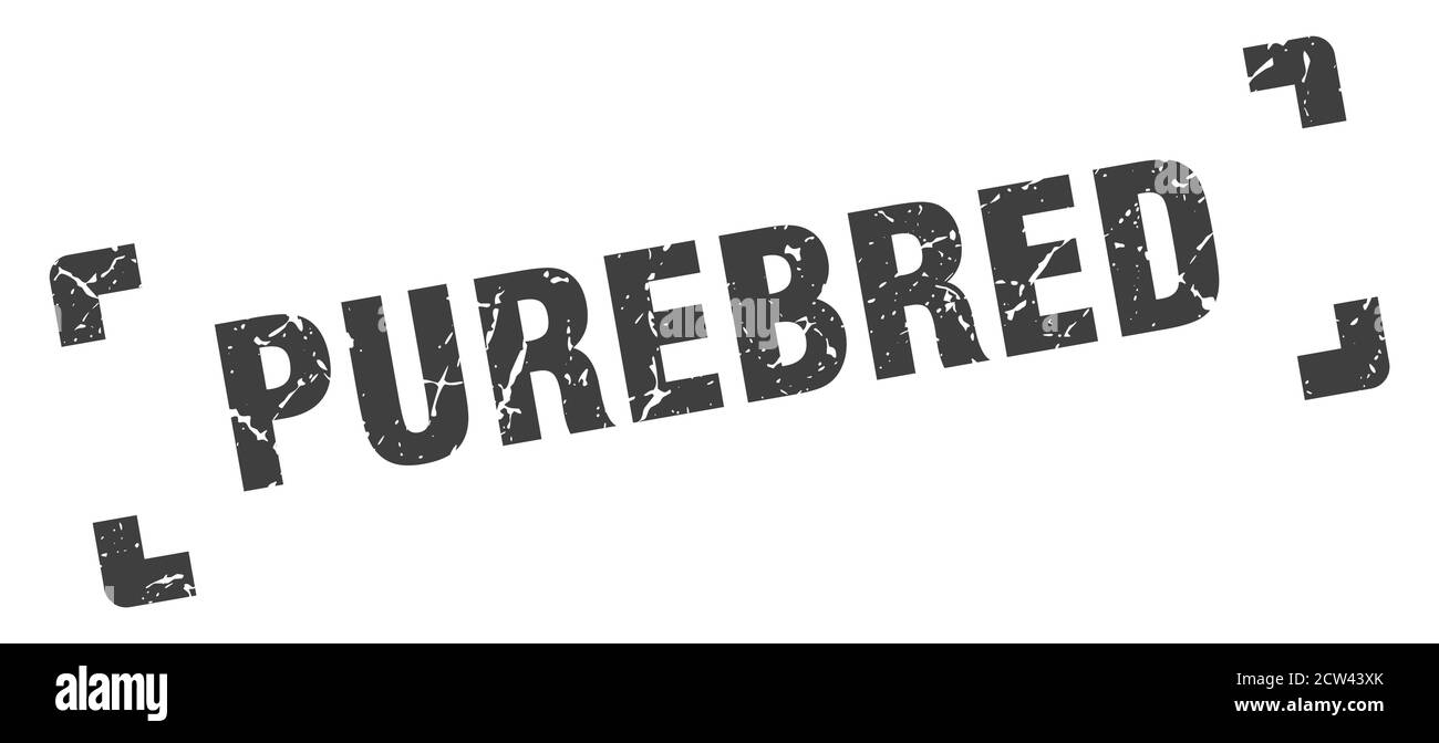 purebred stamp. square grunge sign on white background Stock Vector Image & Art - Alamy