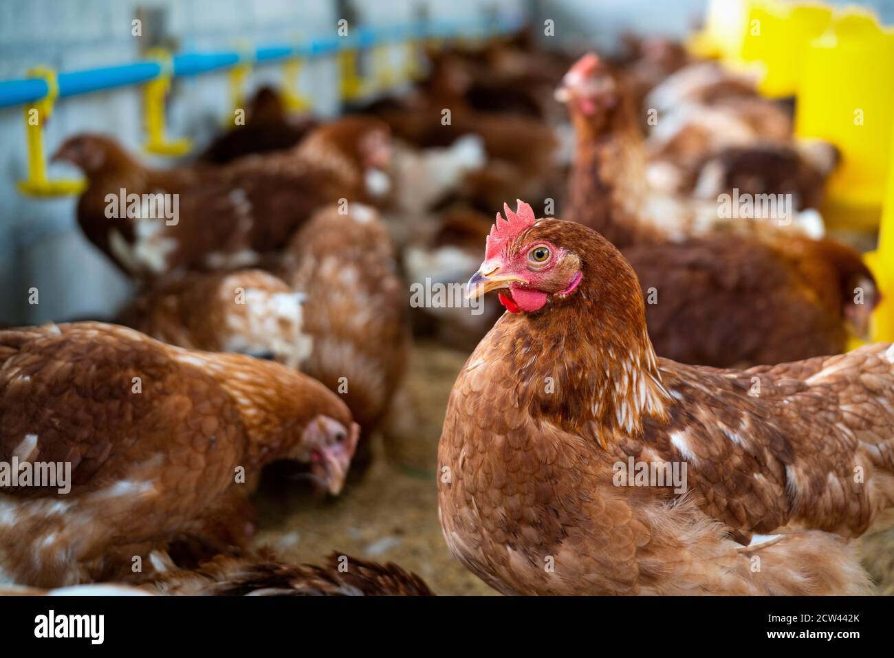 Brown chickens, hens in farm Stock Photo - Alamy