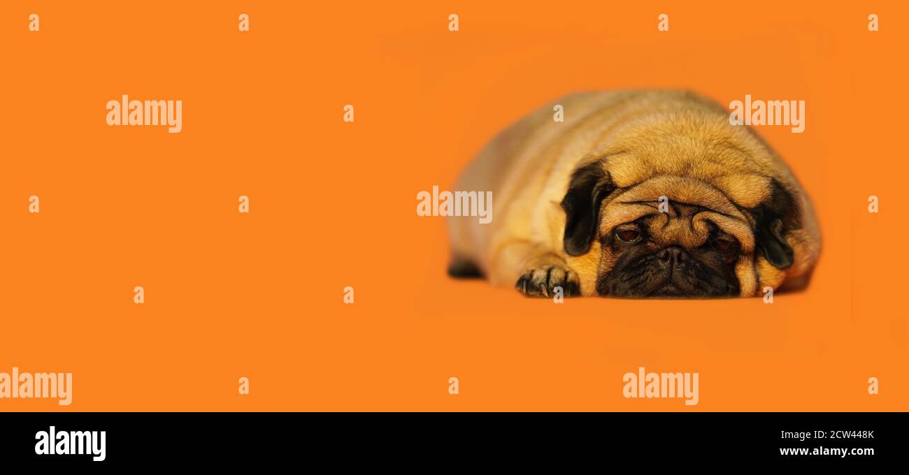 Adorable pug looking at camera while lying and resting on bright orange ...