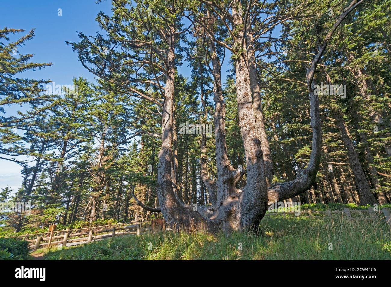 The monstrosity tree hi-res stock photography and images - Alamy