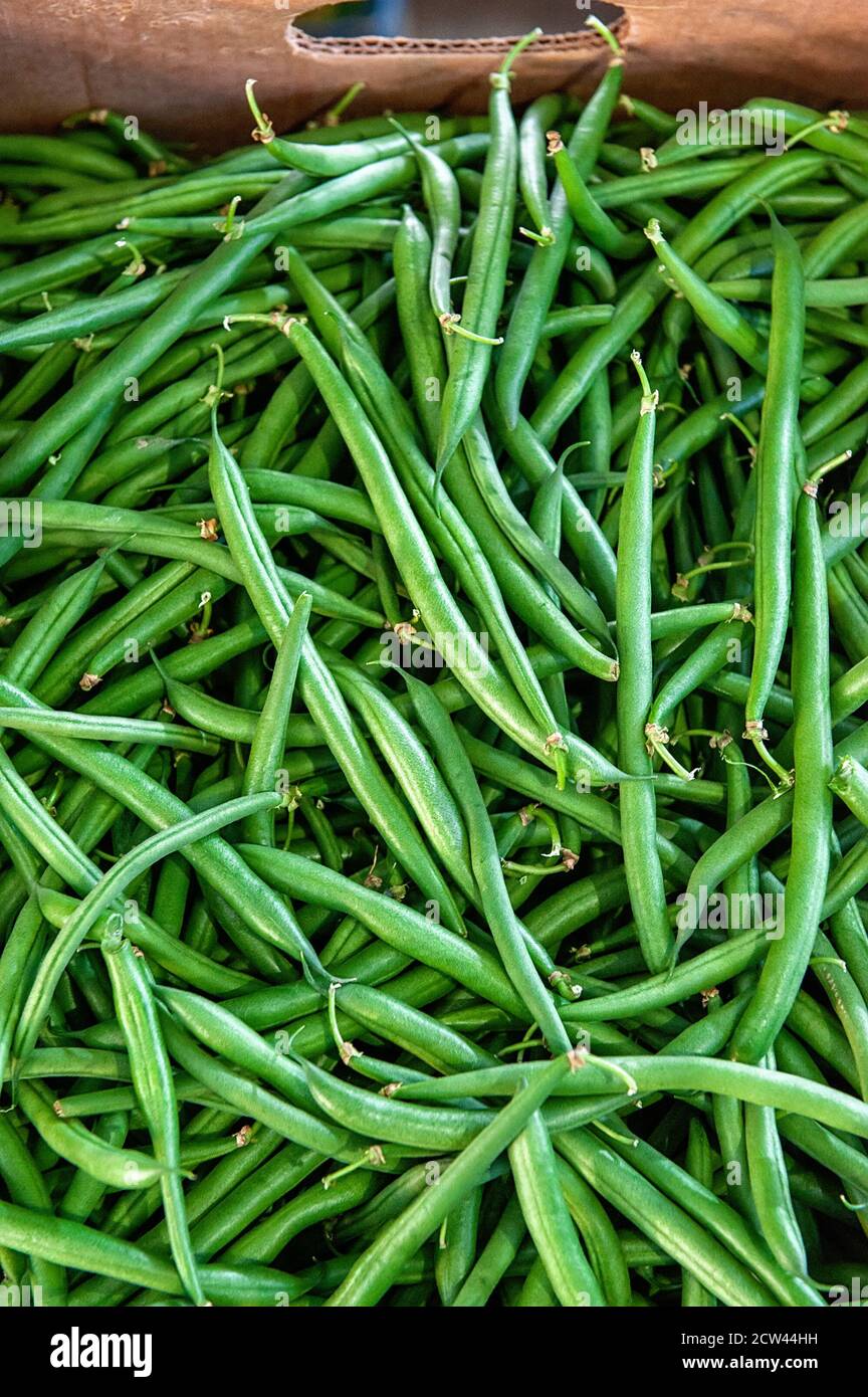 Horizontal photo of a pile of freshly picked green string beans at a ...