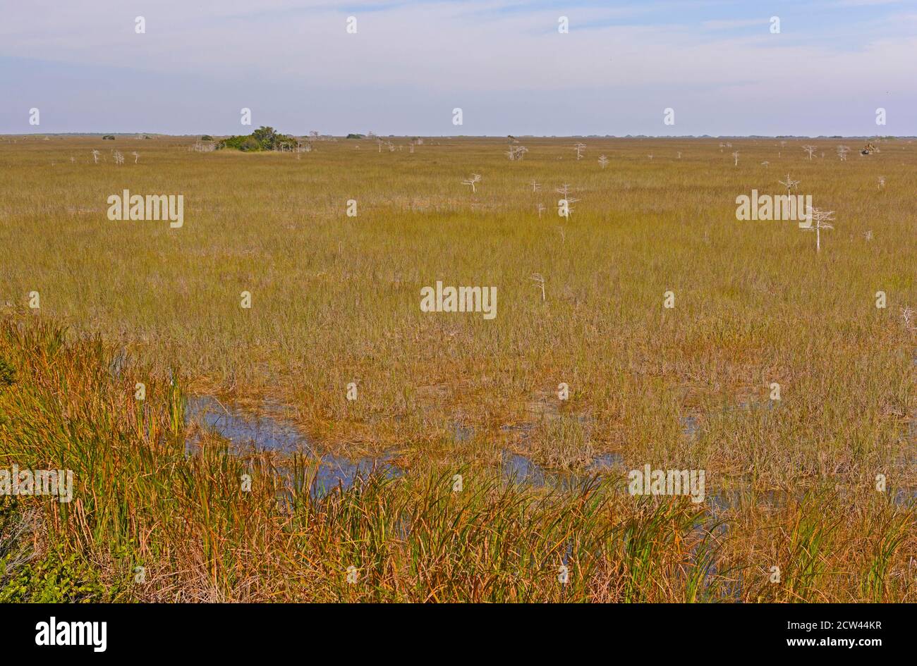 Hummock grass hi-res stock photography and images - Alamy