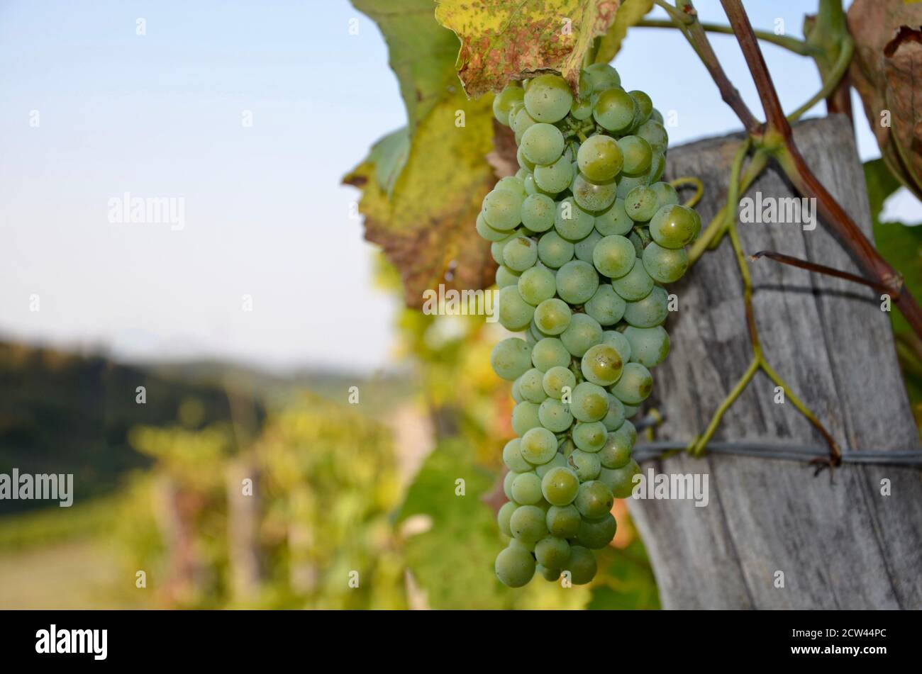 Autumn grapes leaves hi-res stock photography and images - Alamy