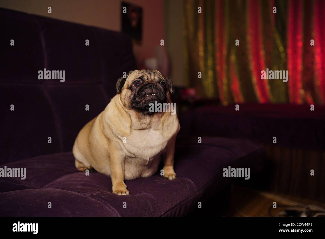 Cozy dog hi-res stock photography and images - Alamy