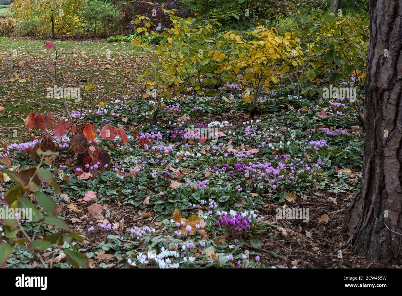 bright colours of autumn ground covering plants Stock Photo - Alamy