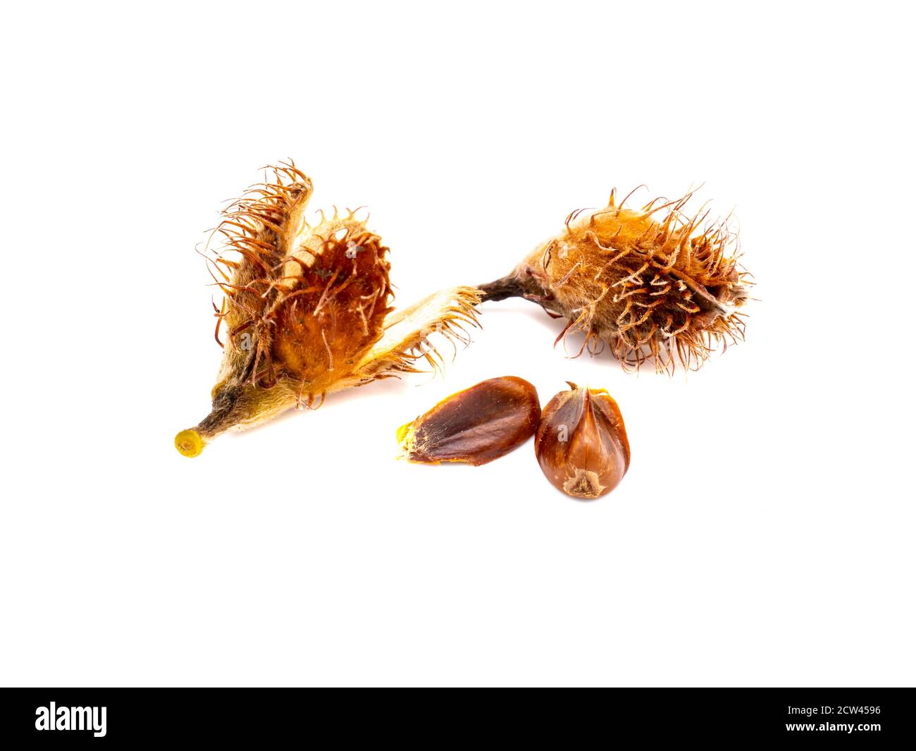 Beechnut isolated on white background Stock Photo - Alamy