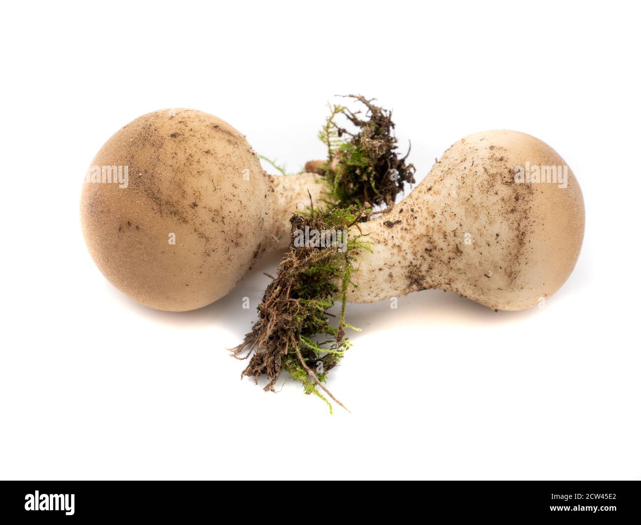 Bovist isolated on white background Stock Photo - Alamy