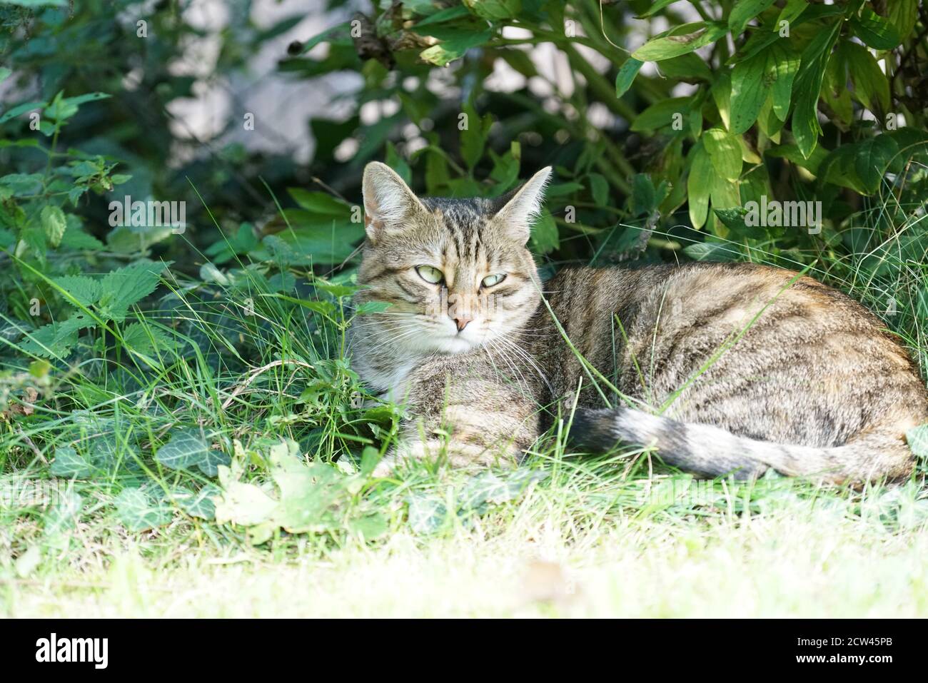 Closeup of a cute striped cat lying on the ground covered in the grass ...