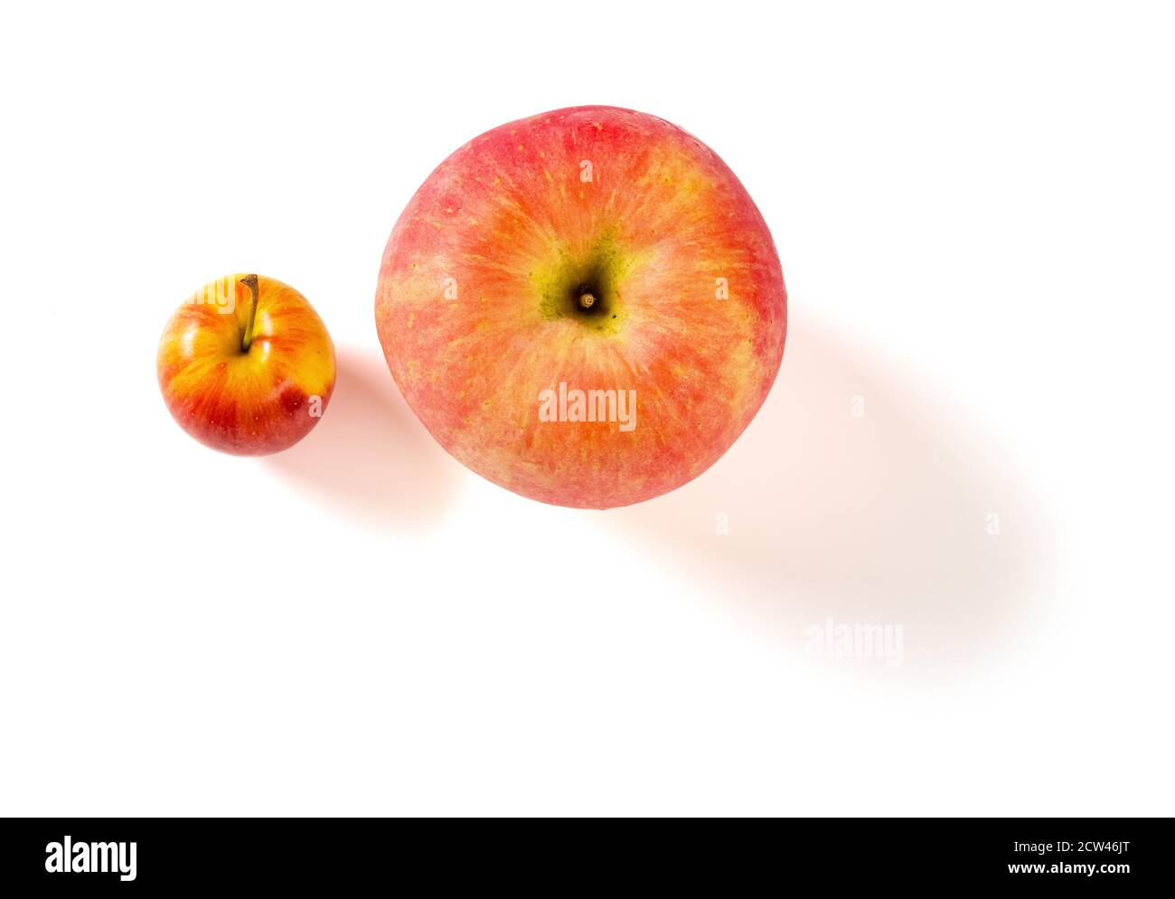 top view a small apple and a giant size one on a white background Stock ...
