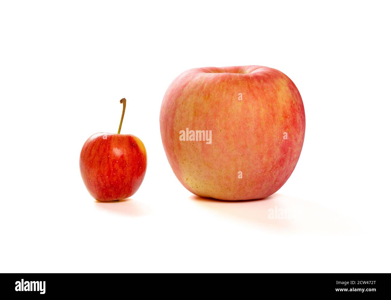 a small apple and a giant size one on a white background Stock Photo ...