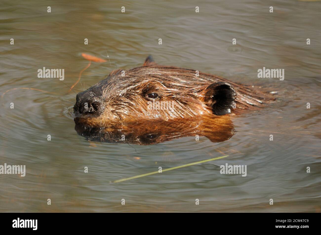 Beaver head close-up profile in the water displaying its brown fur ...