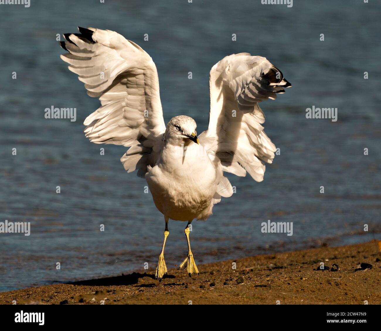 Seagull feet hi-res stock photography and images - Alamy