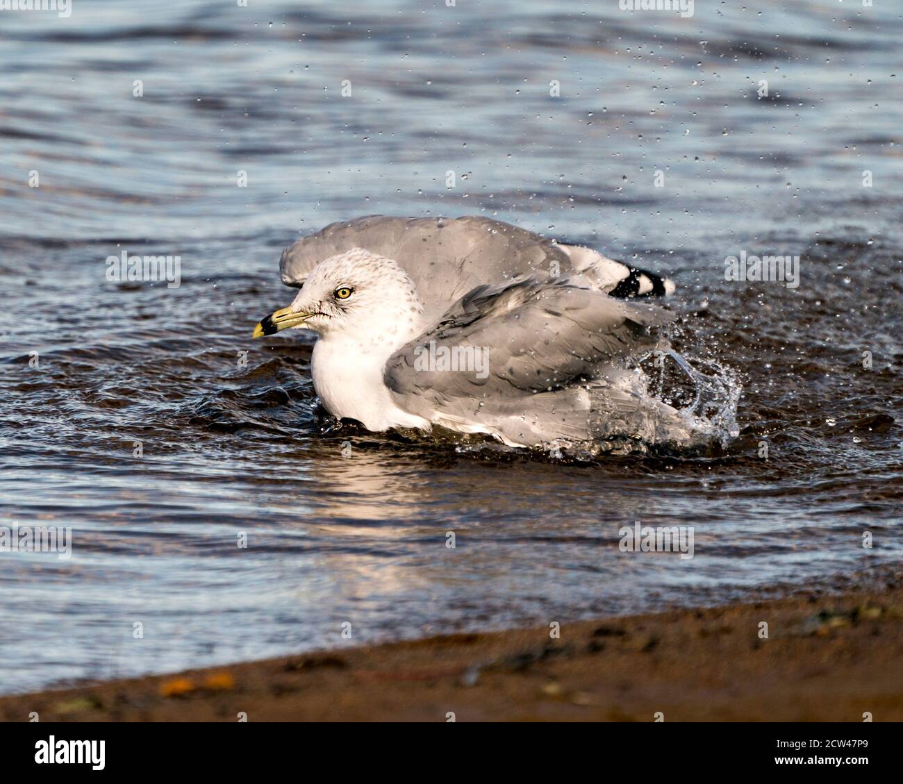 Seagull close-up profile view in the water with spread wings and ...