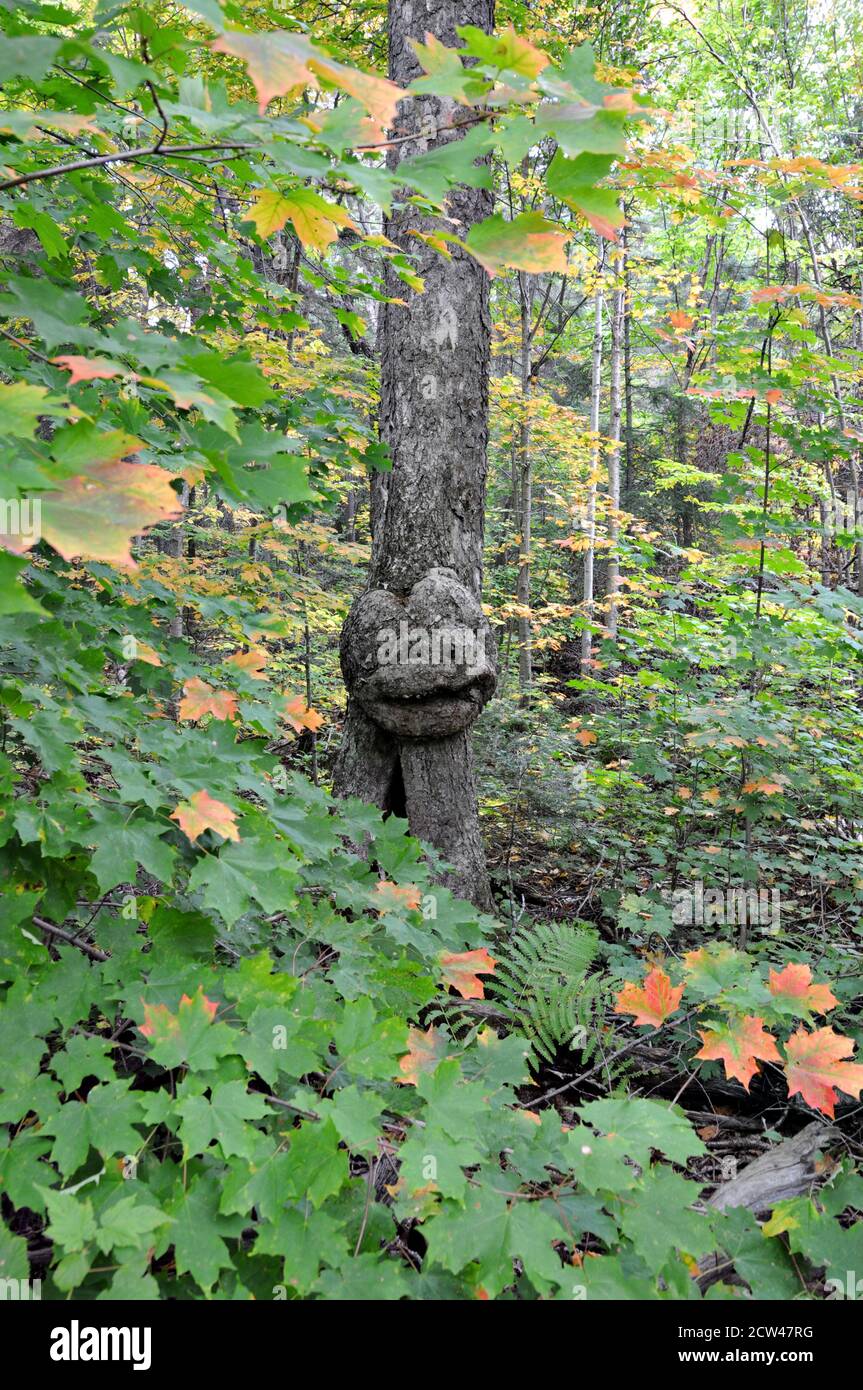 Tree with smiling human face in nature with a majestic illusion in ...