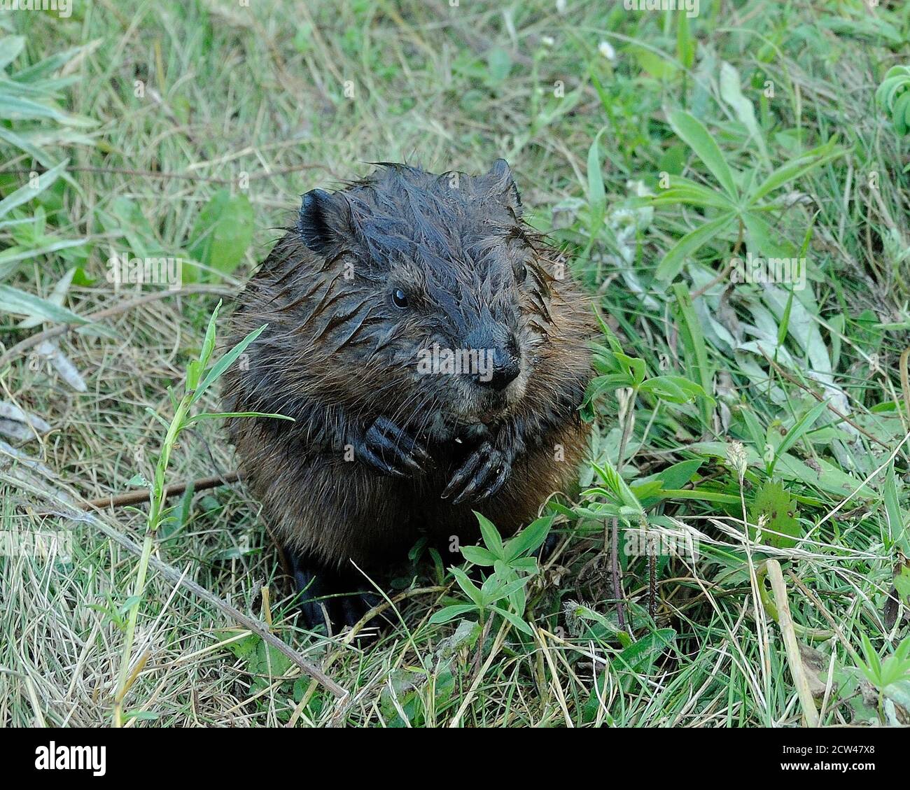 Baby beaver in forest eating grass hi-res stock photography and images ...