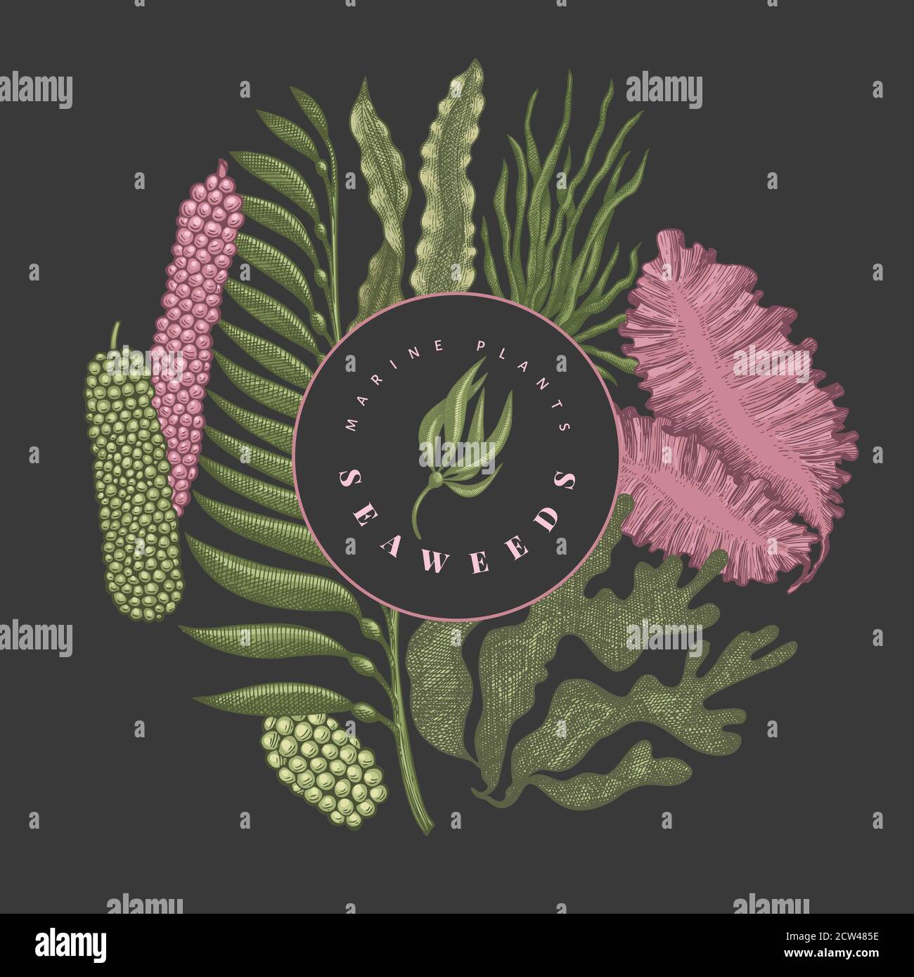 Seaweed color design template. Hand drawn vector seaweeds illustrations ...