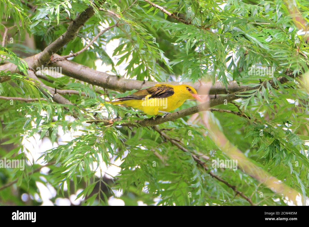 Indian golden oriole hi-res stock photography and images - Alamy