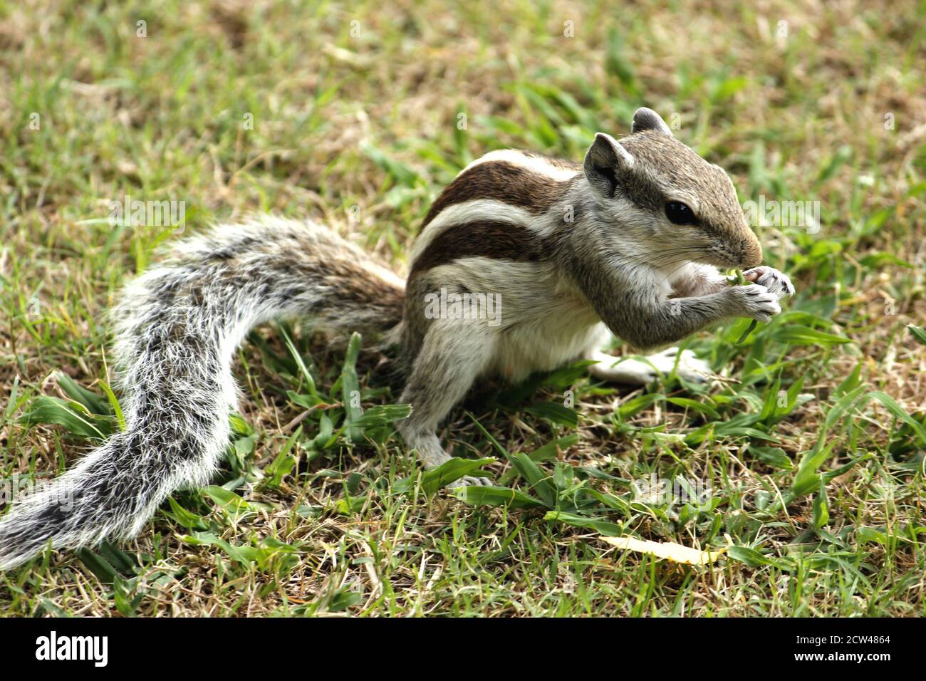 Squirrel caught during a nibble Stock Photo - Alamy