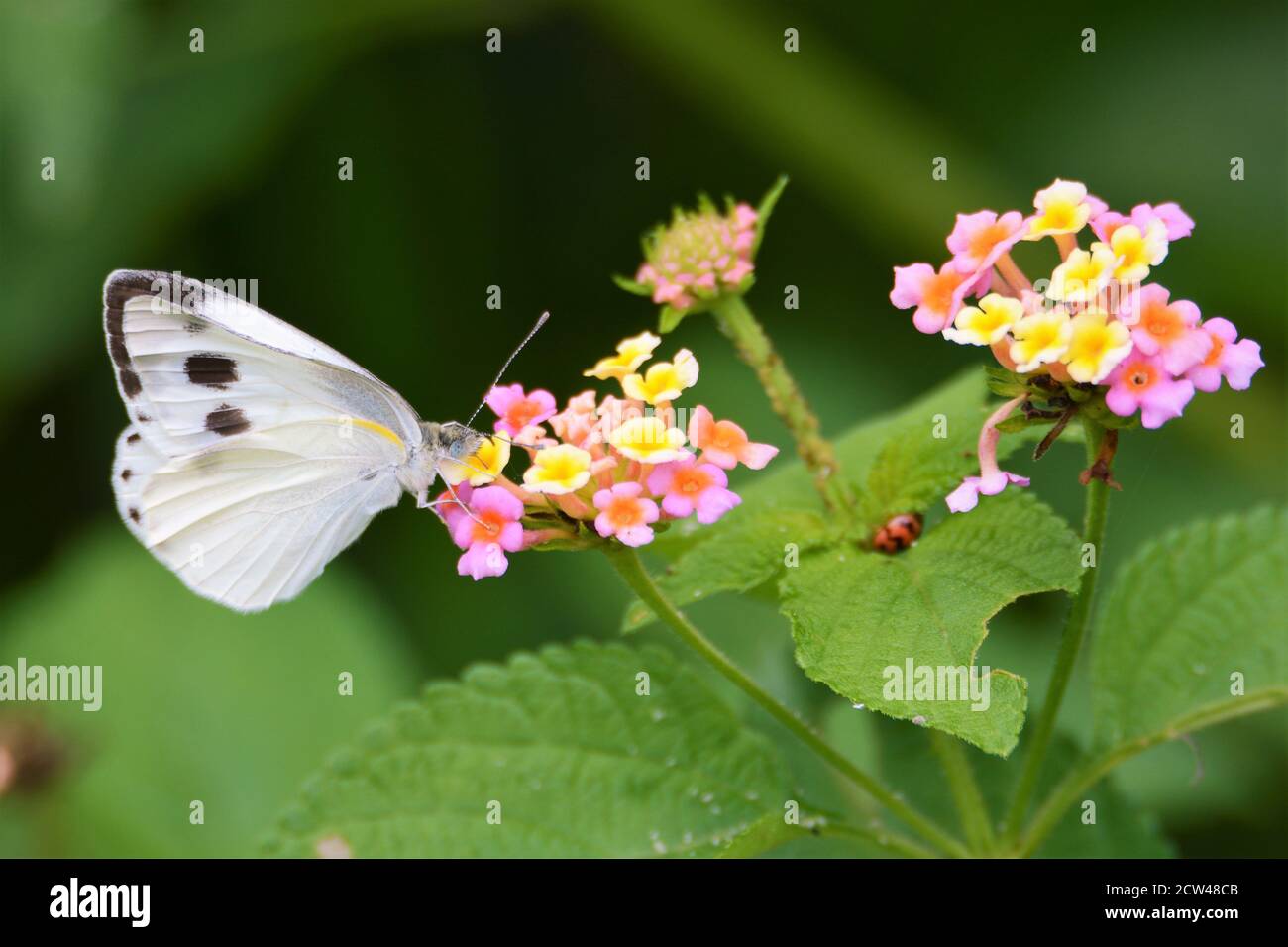 Beautiful white butterfly hi-res stock photography and images - Alamy