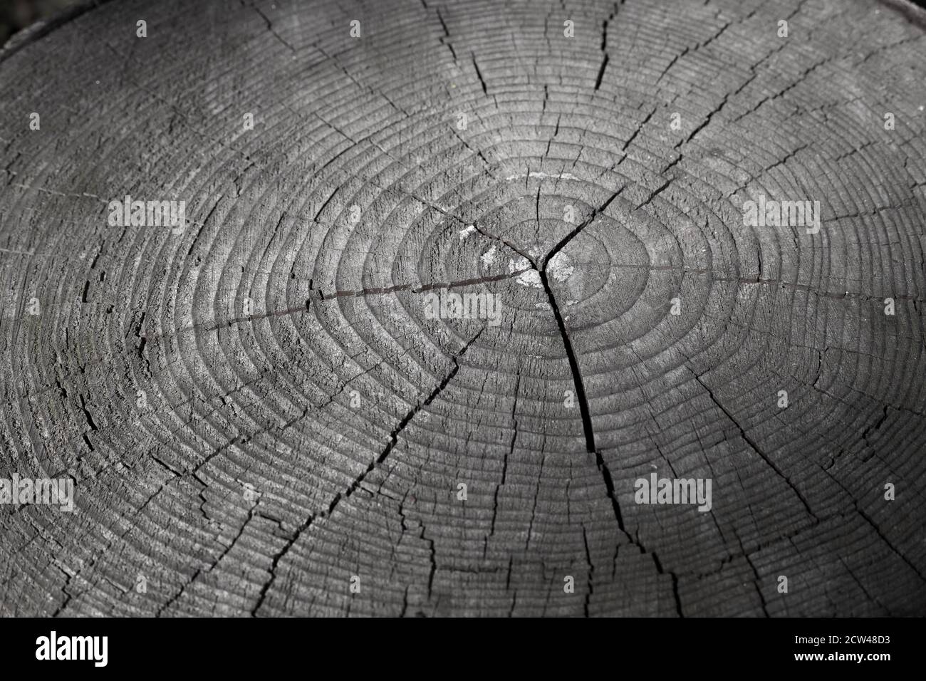 Sectional tree. Old barrel rings. Background with wood texture. Stump ...