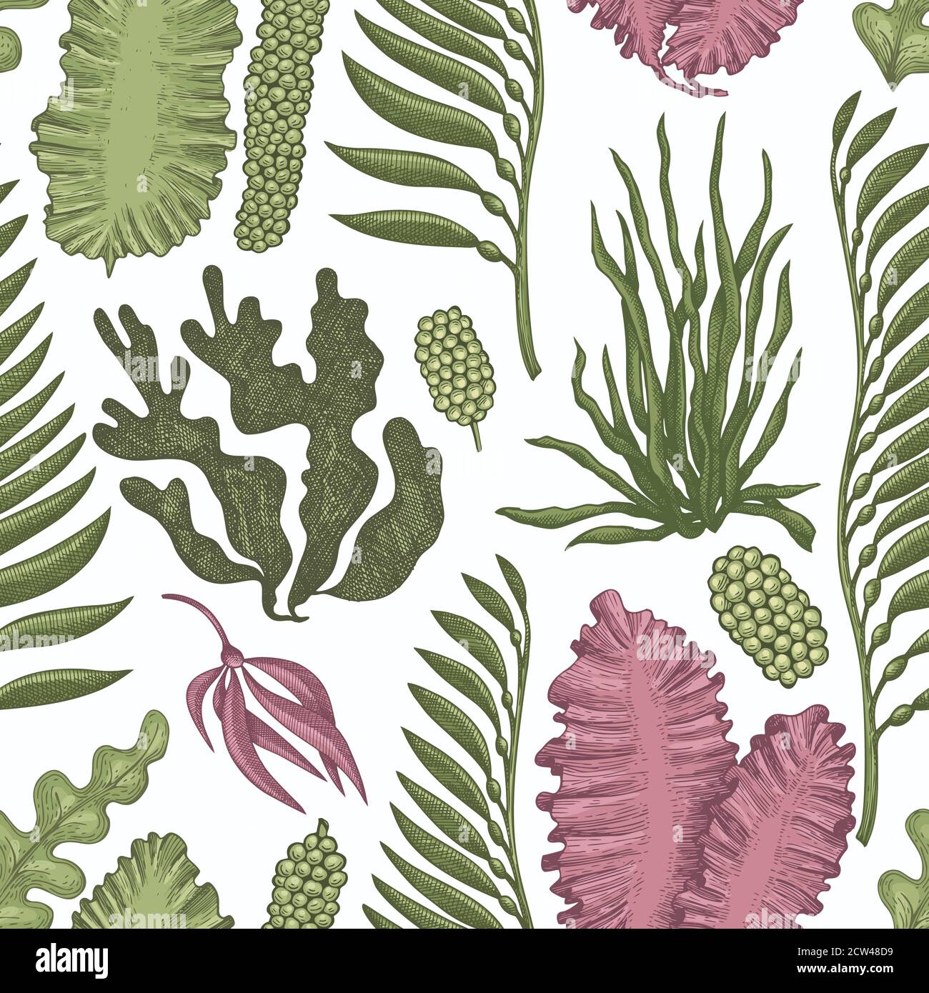 Seaweed seamless pattern. Hand drawn vector seaweeds color illustration ...