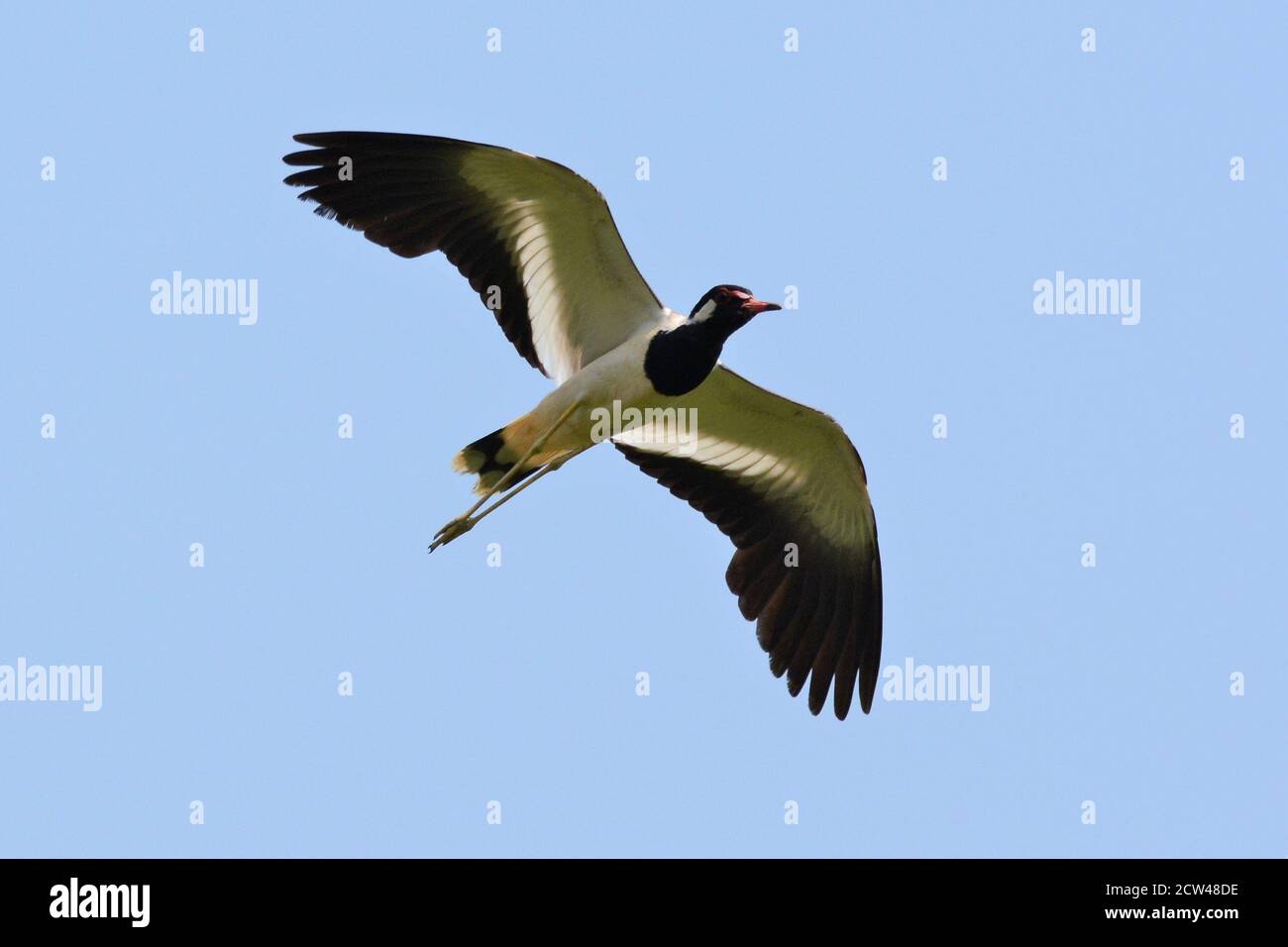Bird - Flying Red wattled Lapwing Stock Photo - Alamy